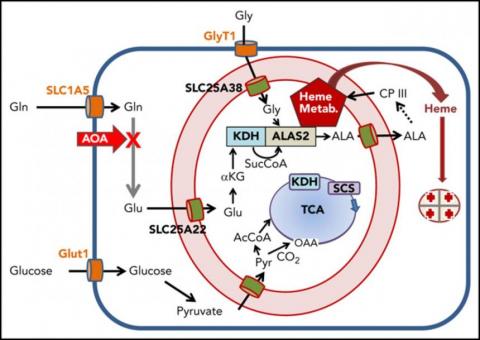 New study on heme synthesis for red blood cells | Franklin College of ...